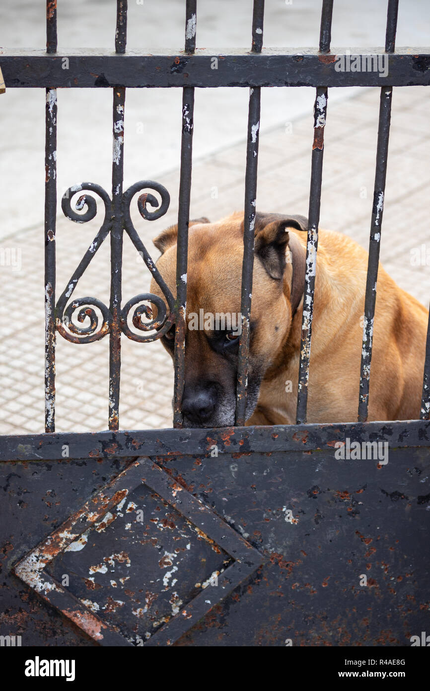 Look through gate young hi-res stock photography and images - Alamy