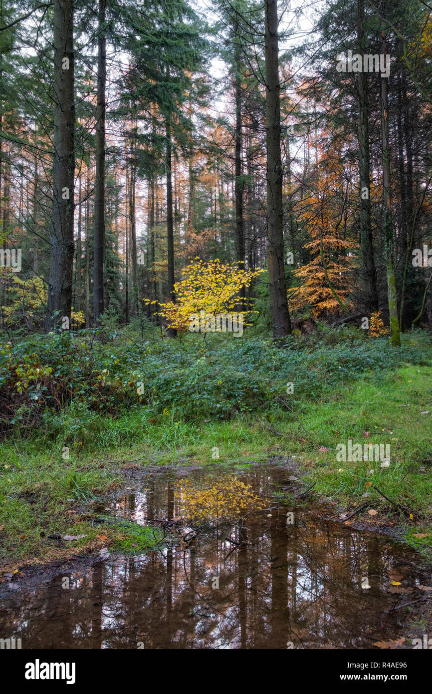 Reflection puddle tranquil hi-res stock photography and images - Alamy