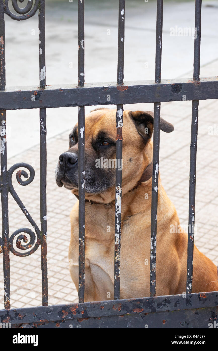Sad watchdog looking through the bars of an old gate Stock Photo - Alamy