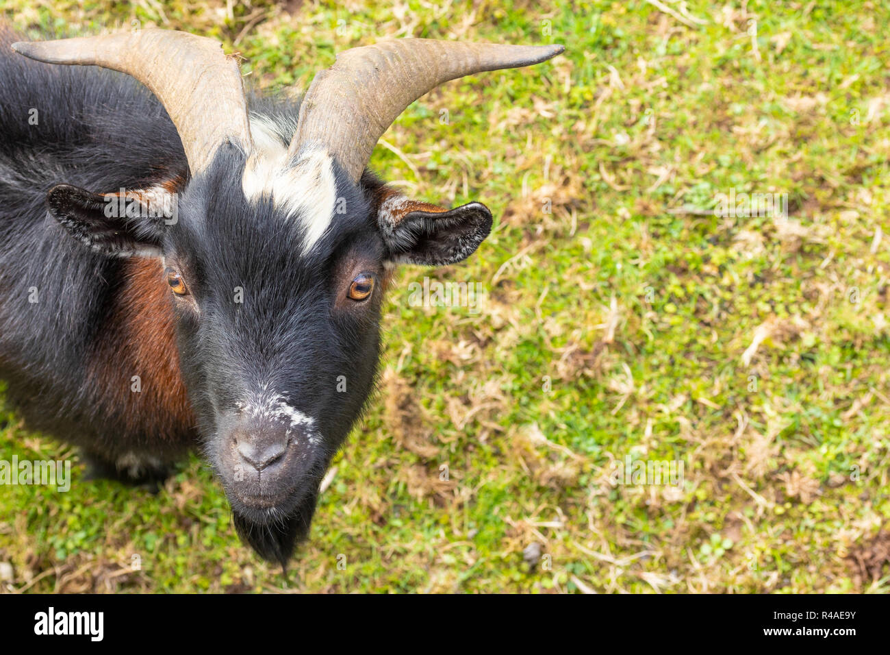 Nigerian dwarf dairy goats hi-res stock photography and images - Alamy