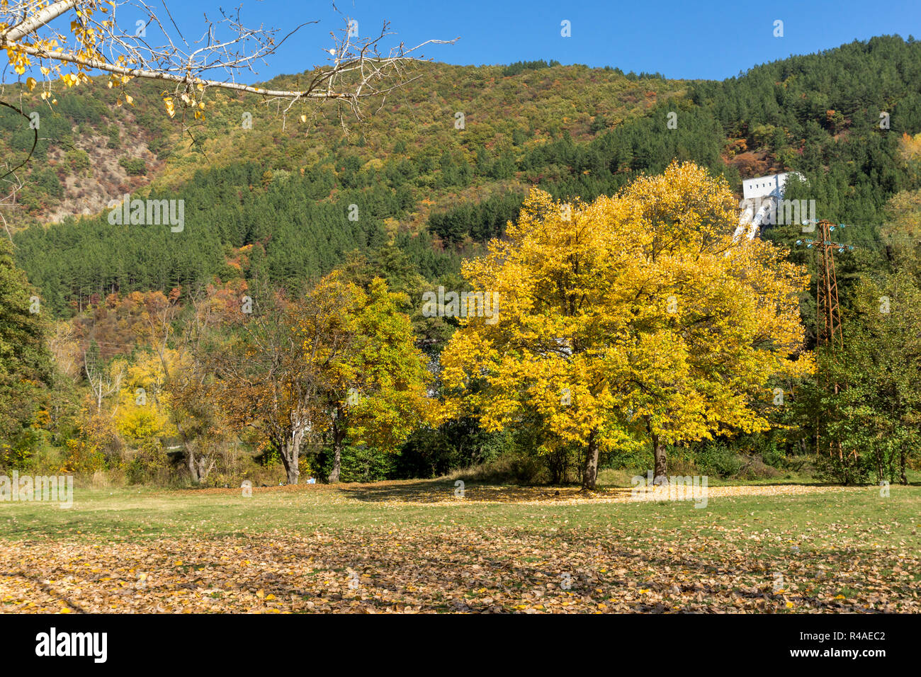 Autumn Landscape with yellow tree near Pancharevo lake, Sofia city ...