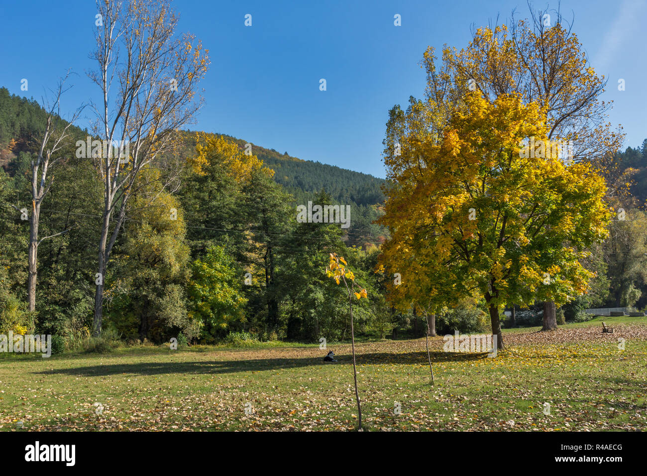 Autumn Landscape with yellow tree near Pancharevo lake, Sofia city ...