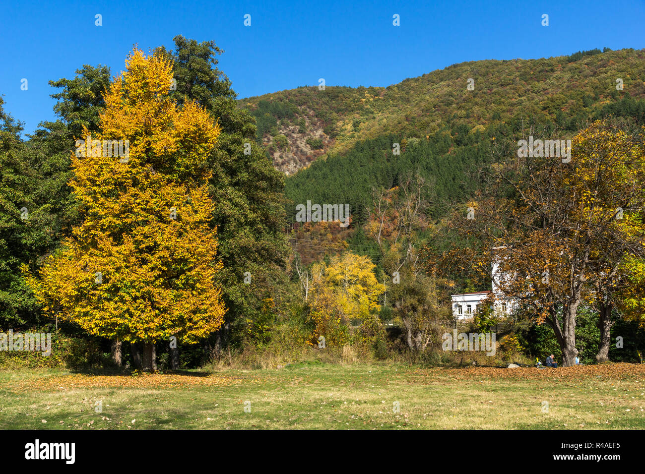 Autumn Landscape with yellow tree near Pancharevo lake, Sofia city ...