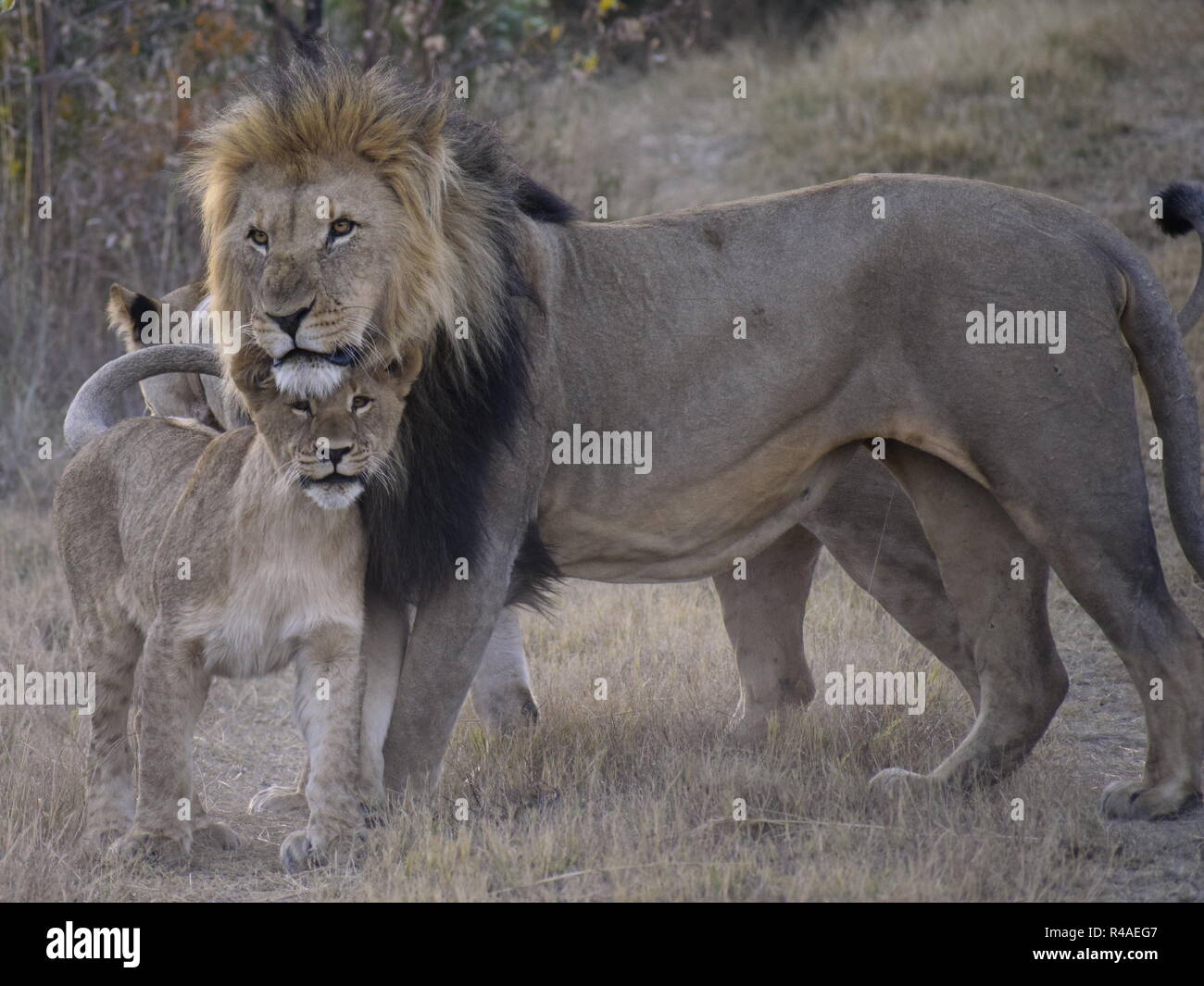 Beautiful male lion hi-res stock photography and images - Alamy