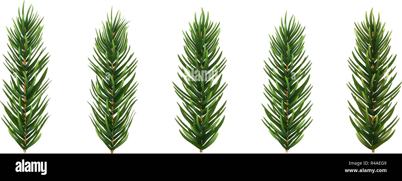 Set of realistic spruce or pine branch leaf. Vector illustration Stock ...