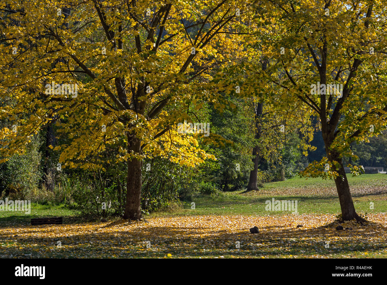 Autumn Landscape with yellow tree near Pancharevo lake, Sofia city ...