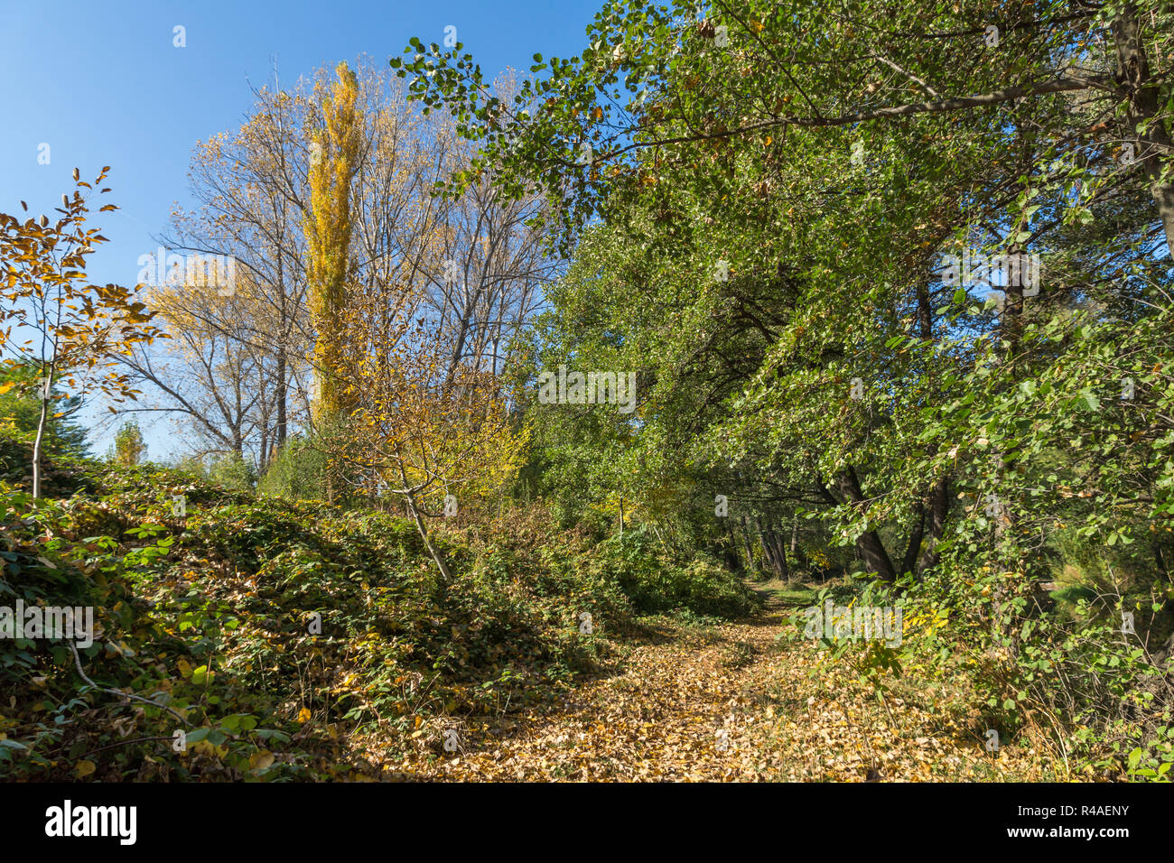 Autumn Landscape with yellow tree near Pancharevo lake, Sofia city ...