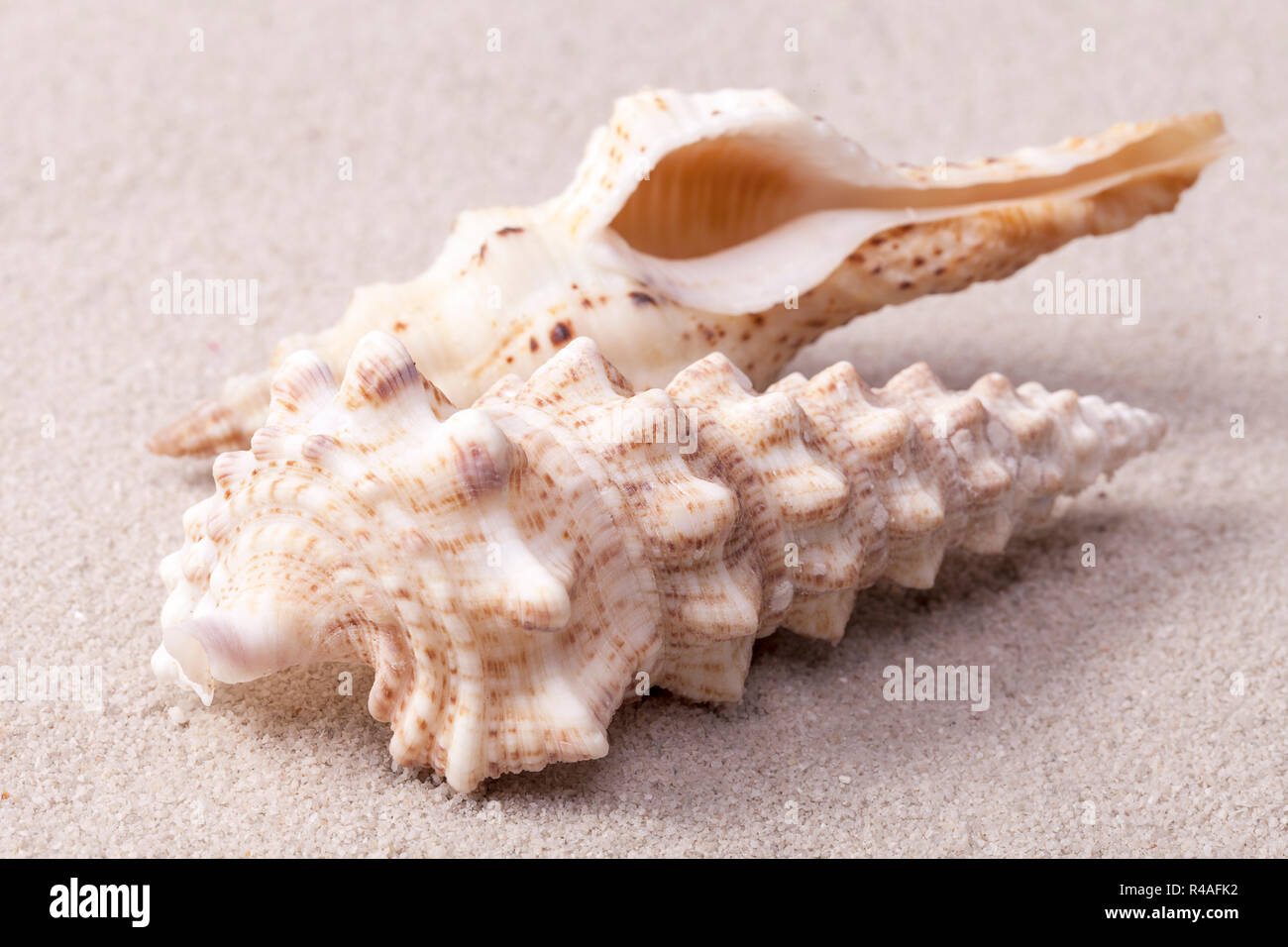 Auger snail hi-res stock photography and images - Alamy