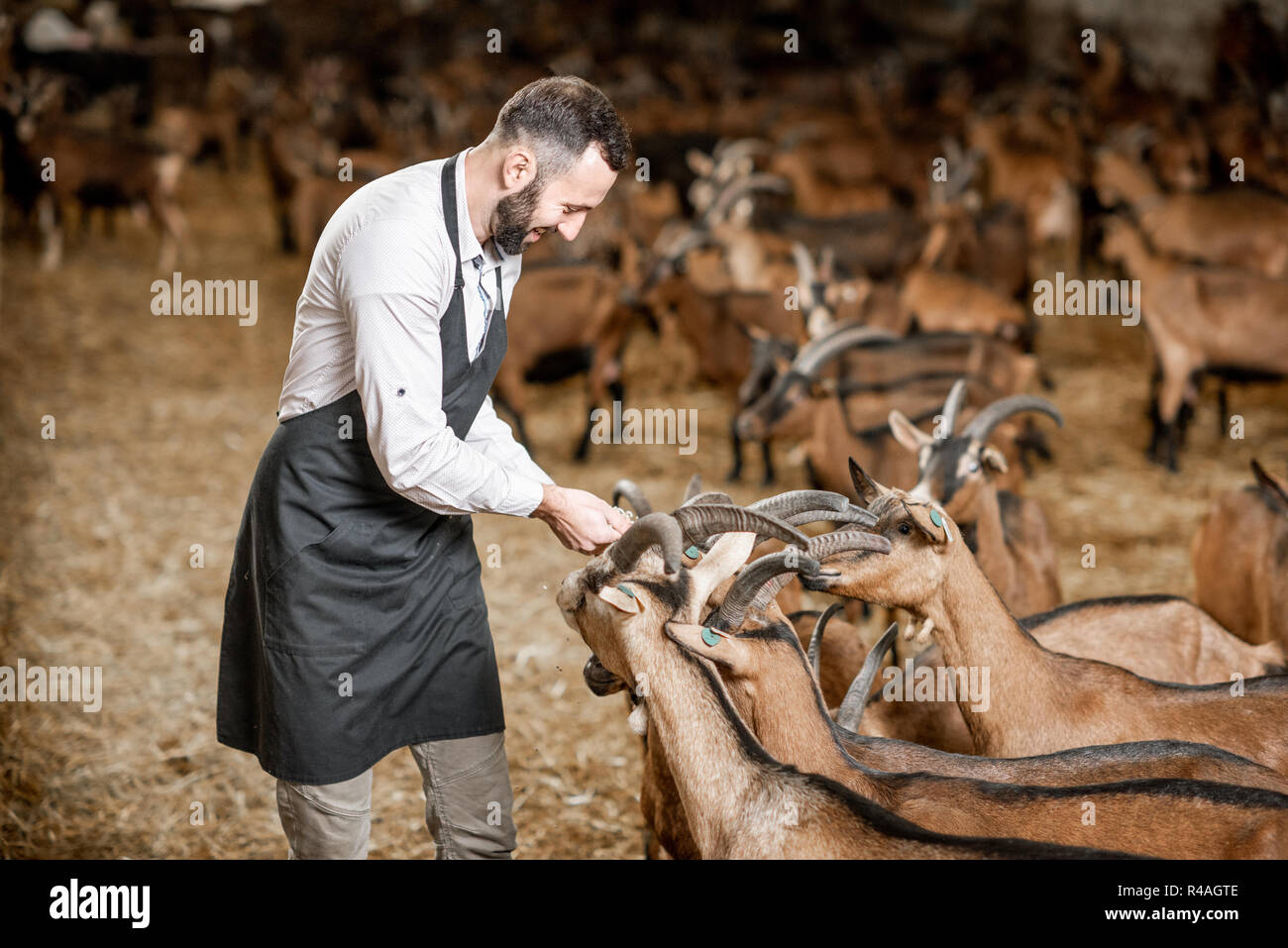 Handsome farmer taking care of the beautiful goats of alpine breed in ...