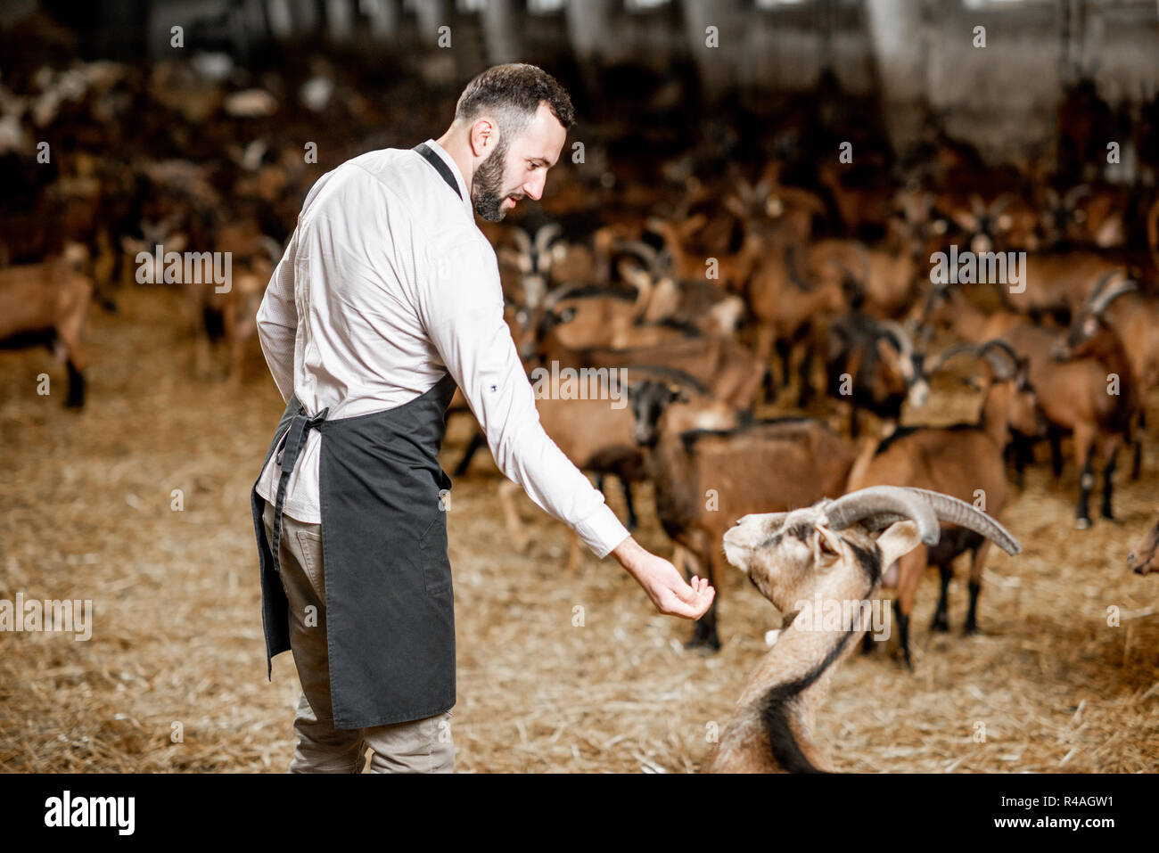 Handsome farmer taking care of the beautiful goats of alpine breed in ...