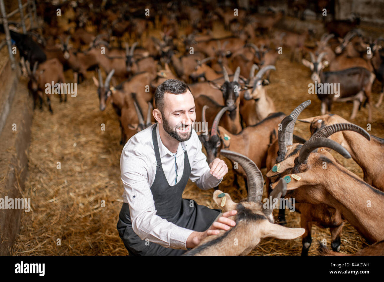 Handsome farmer taking care of the beautiful goats of alpine breed in ...
