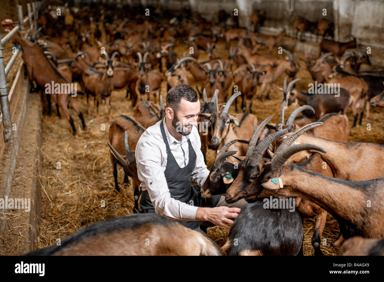 Handsome farmer taking care of the beautiful goats of alpine breed in ...