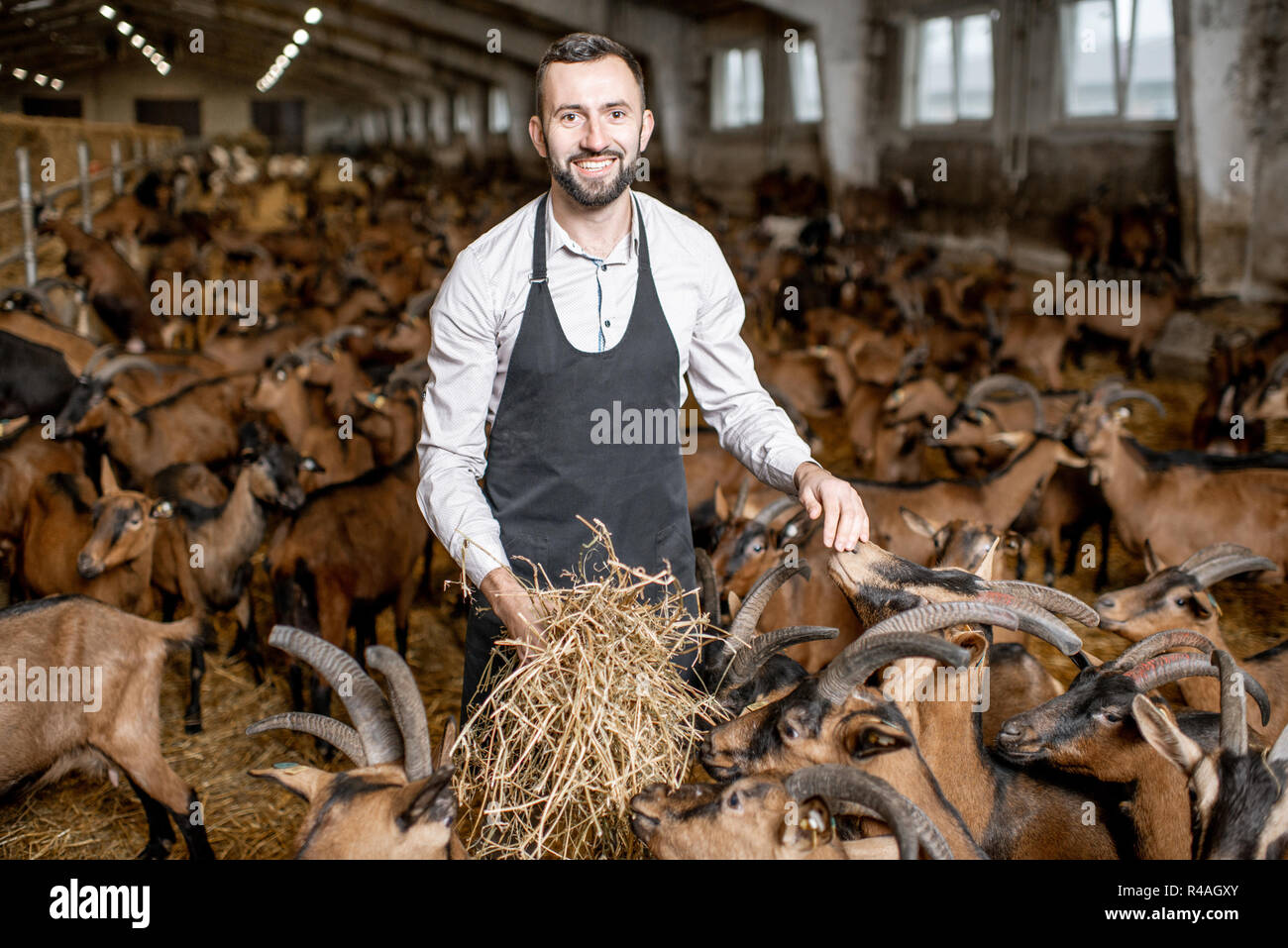 Man feeding sheep hi-res stock photography and images - Alamy