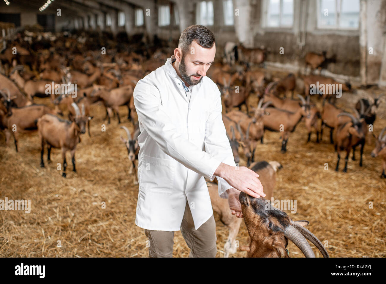 Male veterinarian in uniform taking care of the beautiful goats of ...