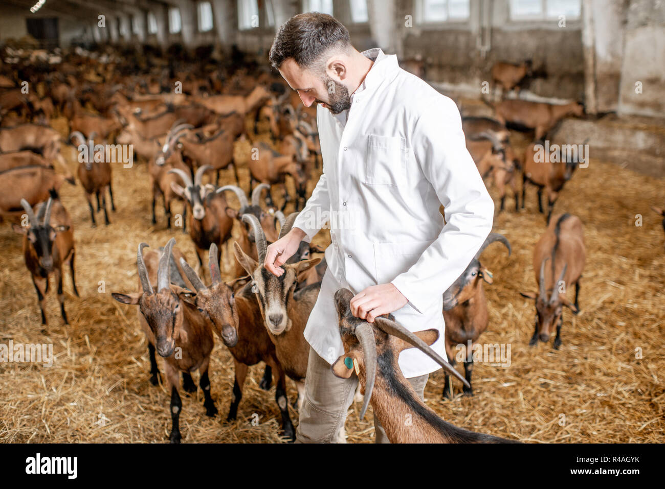 Male veterinarian in uniform taking care of the beautiful goats of ...