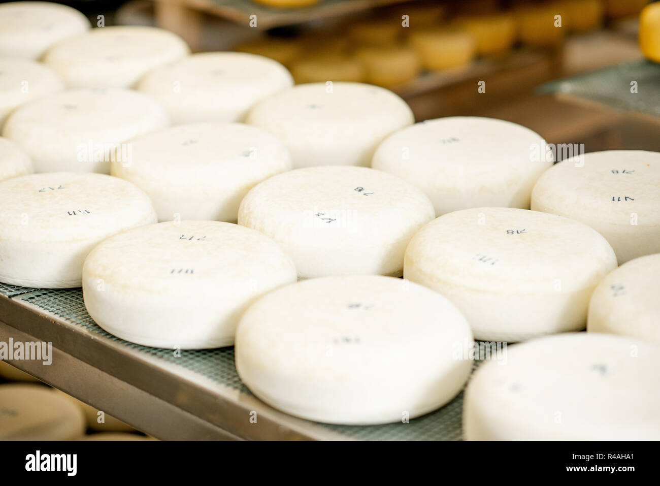 Fresh cheese wheels after the salting process on the table ready for ...