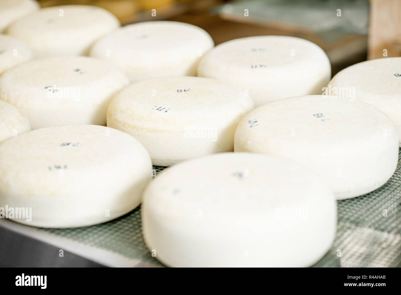 Fresh cheese wheels after the salting process on the table ready for ...