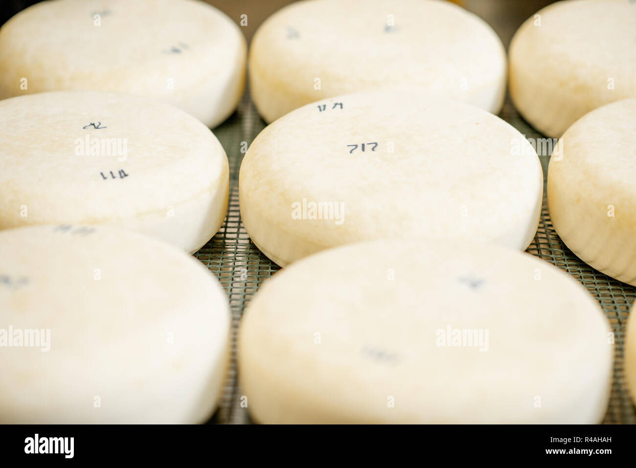 Fresh cheese wheels after the salting process on the table ready for ...