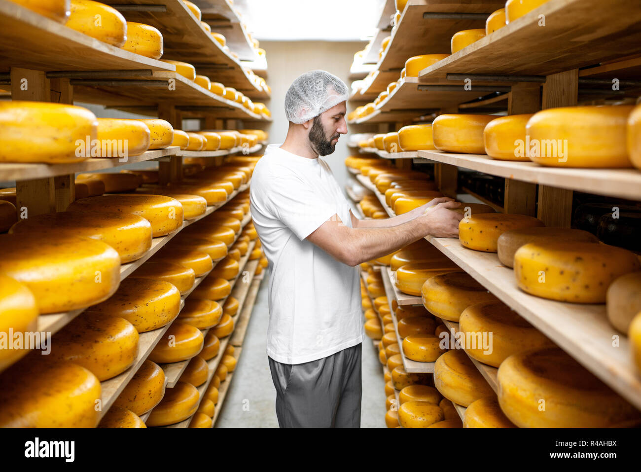 Worker checking the cheese quality at the storage with shelves full of ...