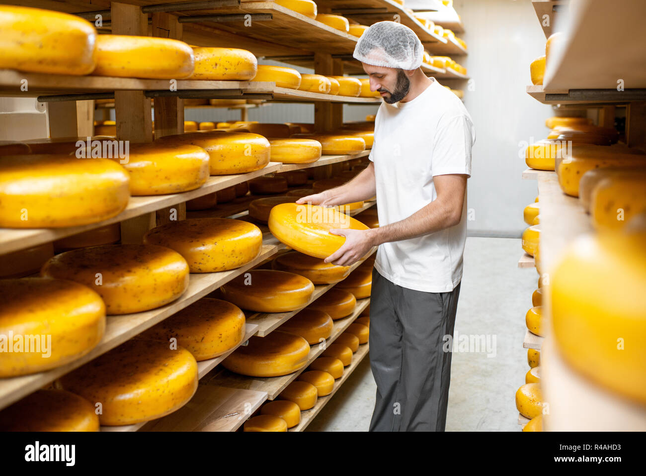 Worker checking the cheese quality at the storage with shelves full of ...