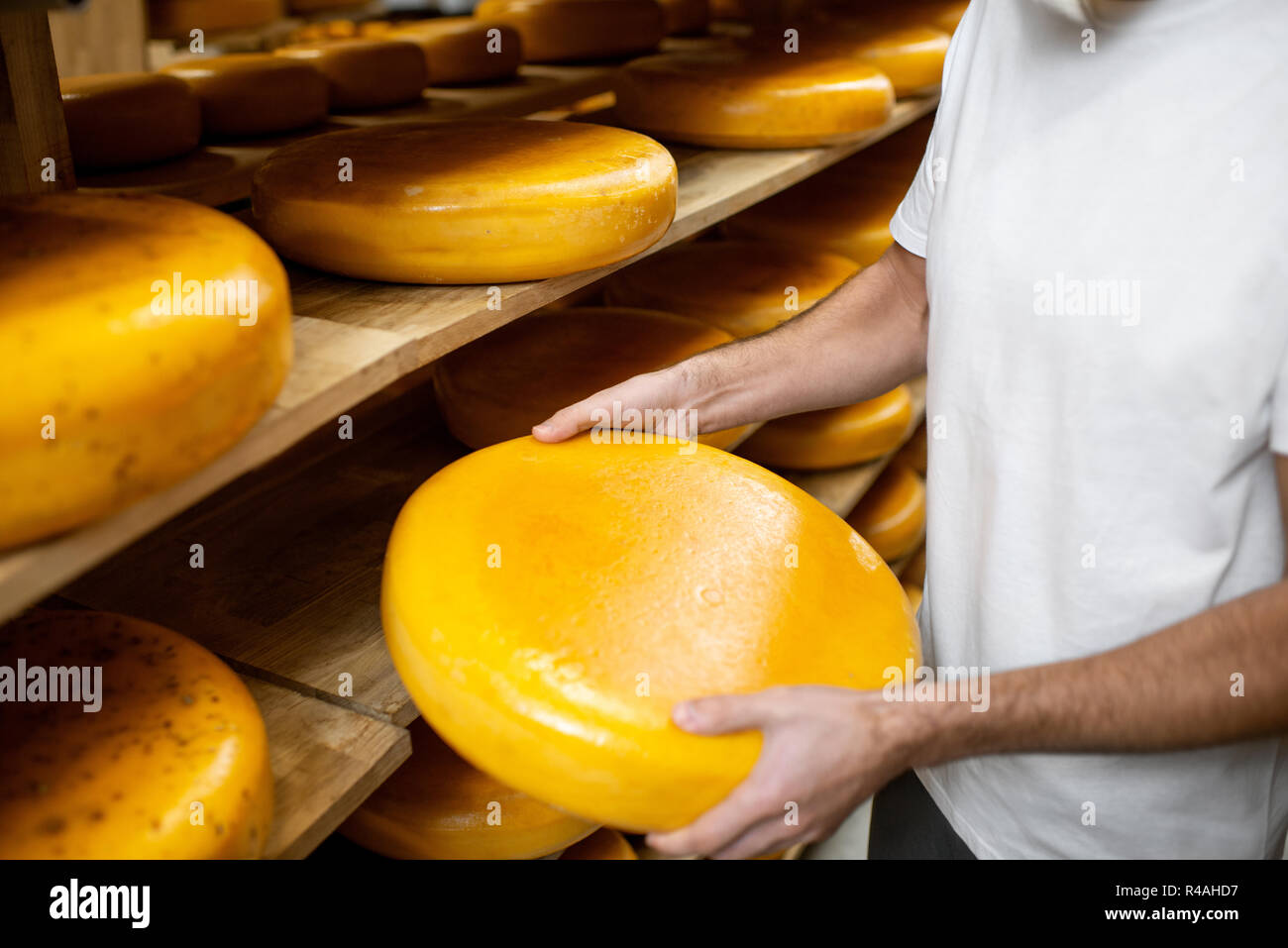 Worker taking cheese wheel at the storage during the cheese aging ...