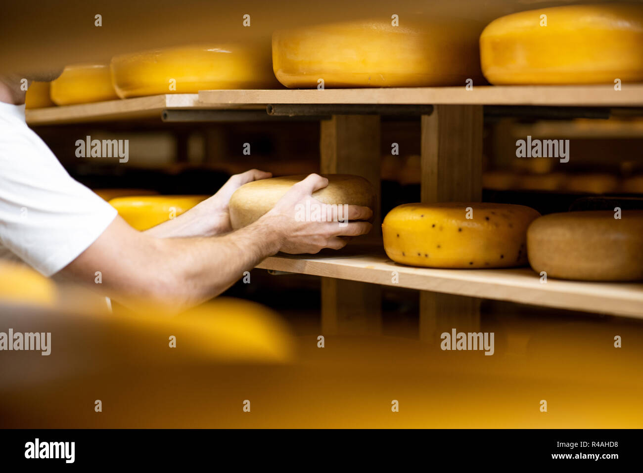 Worker taking cheese wheel at the storage during the cheese aging ...