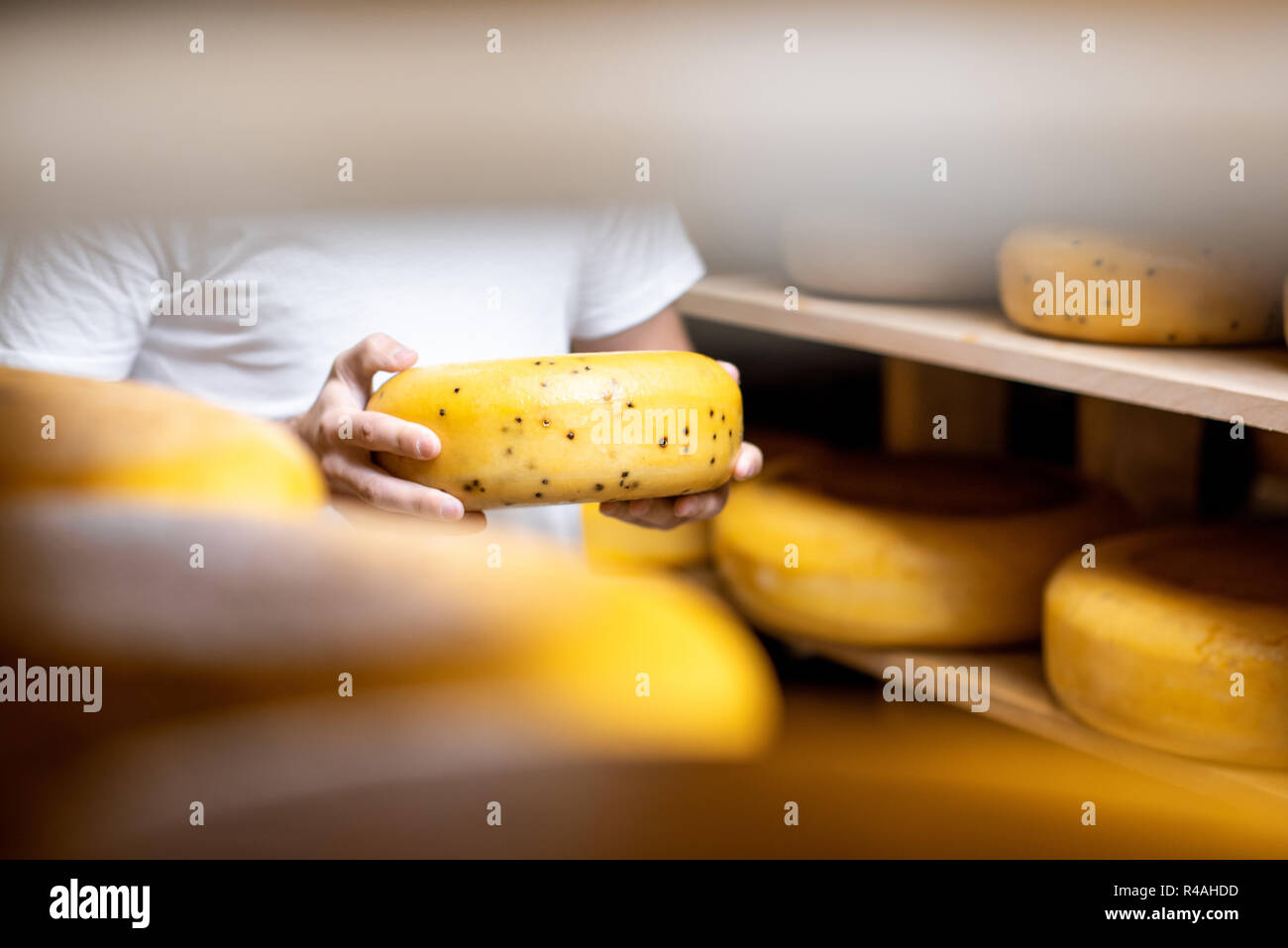 Holding cheese wheel at the cheese storage during the aging process ...