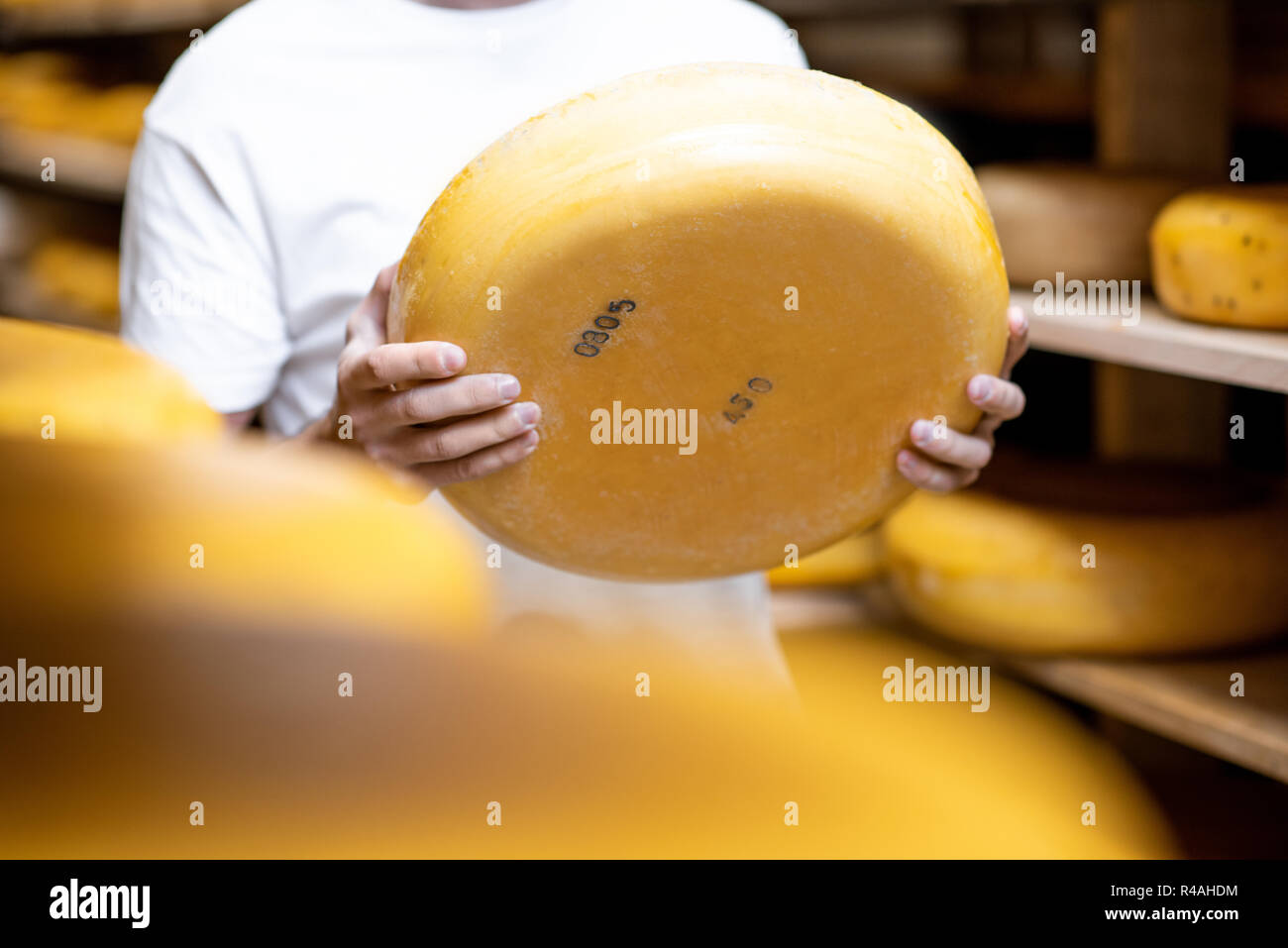 Holding cheese wheel at the cheese storage during the aging process ...