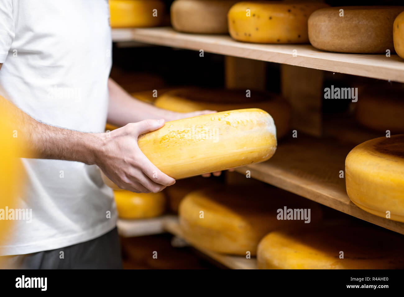 Worker taking cheese wheel at the storage during the cheese aging ...