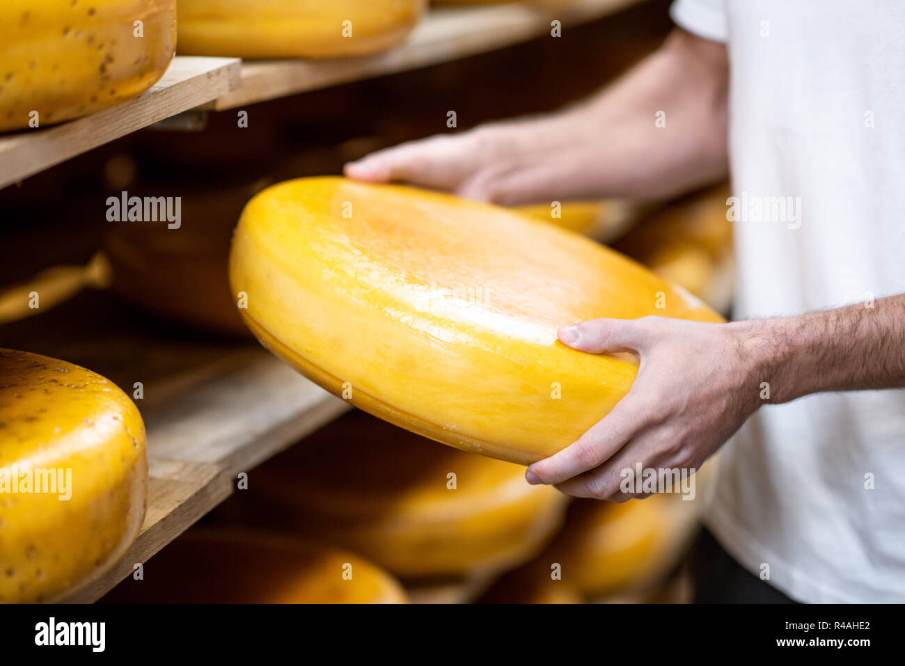 Worker taking cheese wheel at the storage during the cheese aging ...