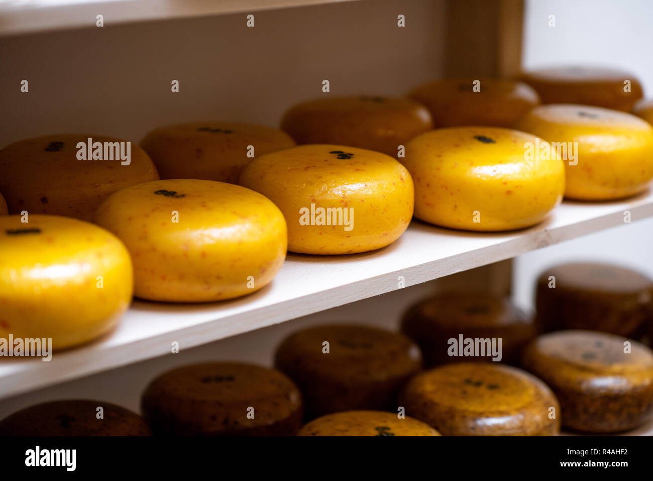 Cheese wheels on the shelf of the storage during the aging process ...