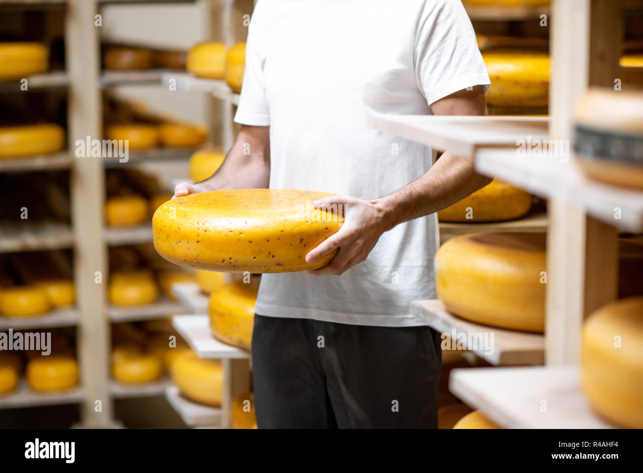 Holding cheese wheel at the cheese storage during the aging process ...