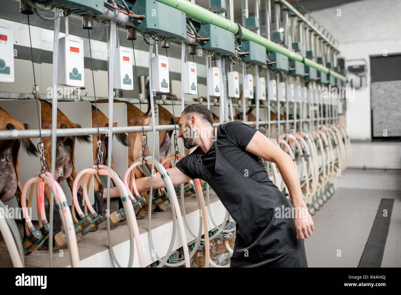Man inserting nipples of the milking machine during the milking process ...