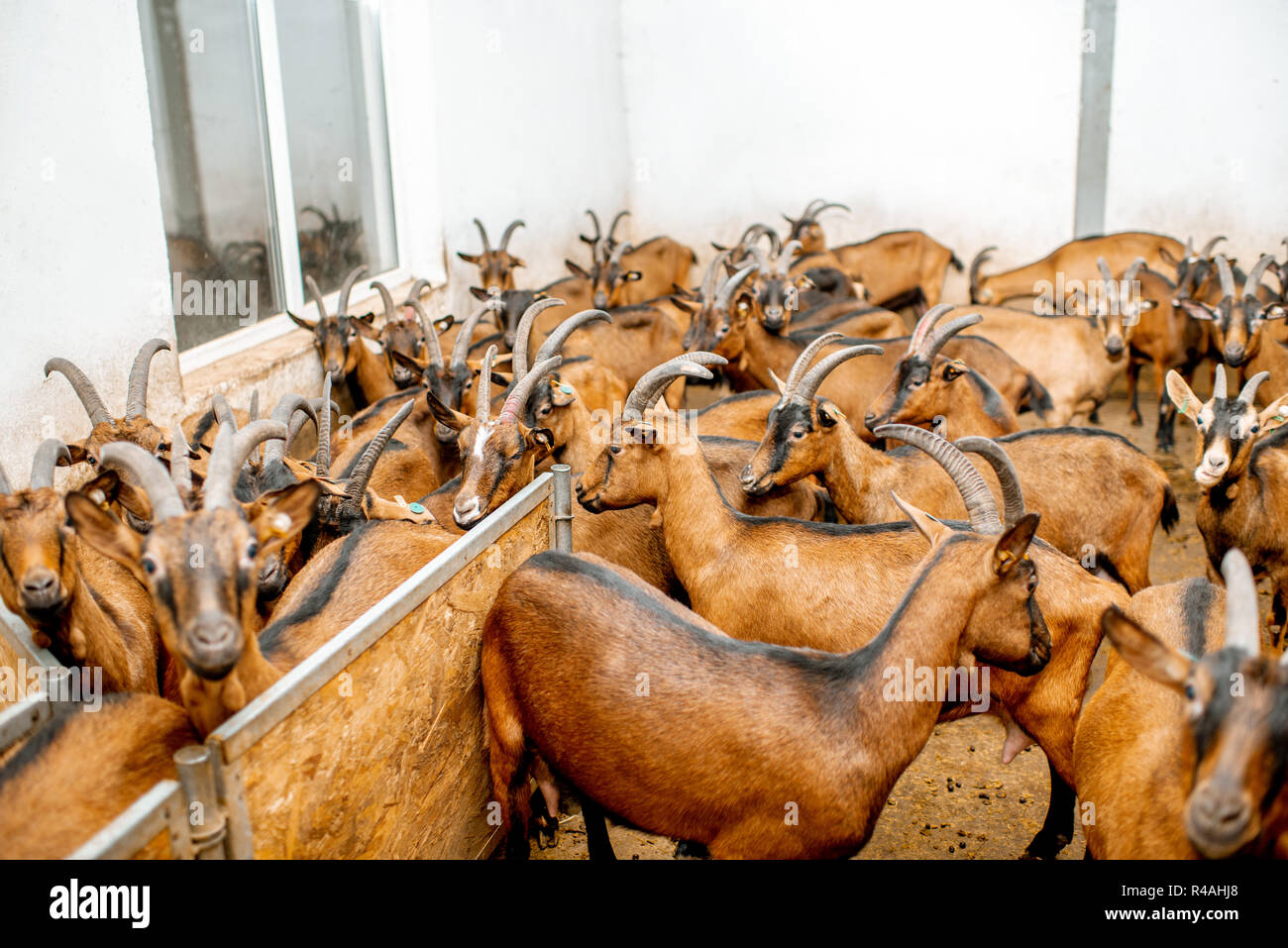 Goat herd of alpine breed before the milking process at the farm Stock ...