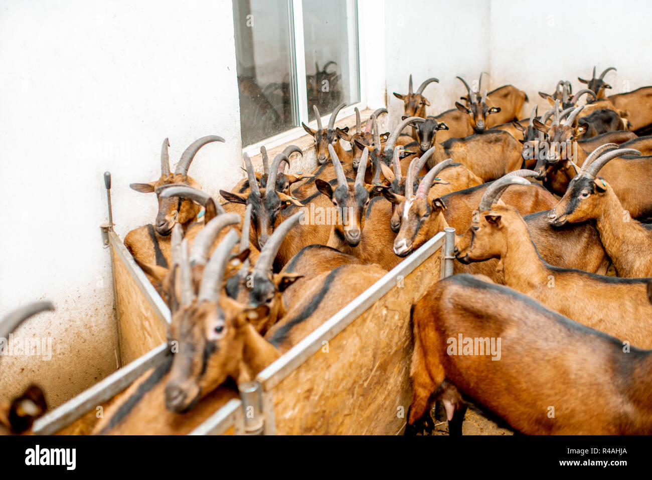Goat herd of alpine breed before the milking process at the farm Stock ...