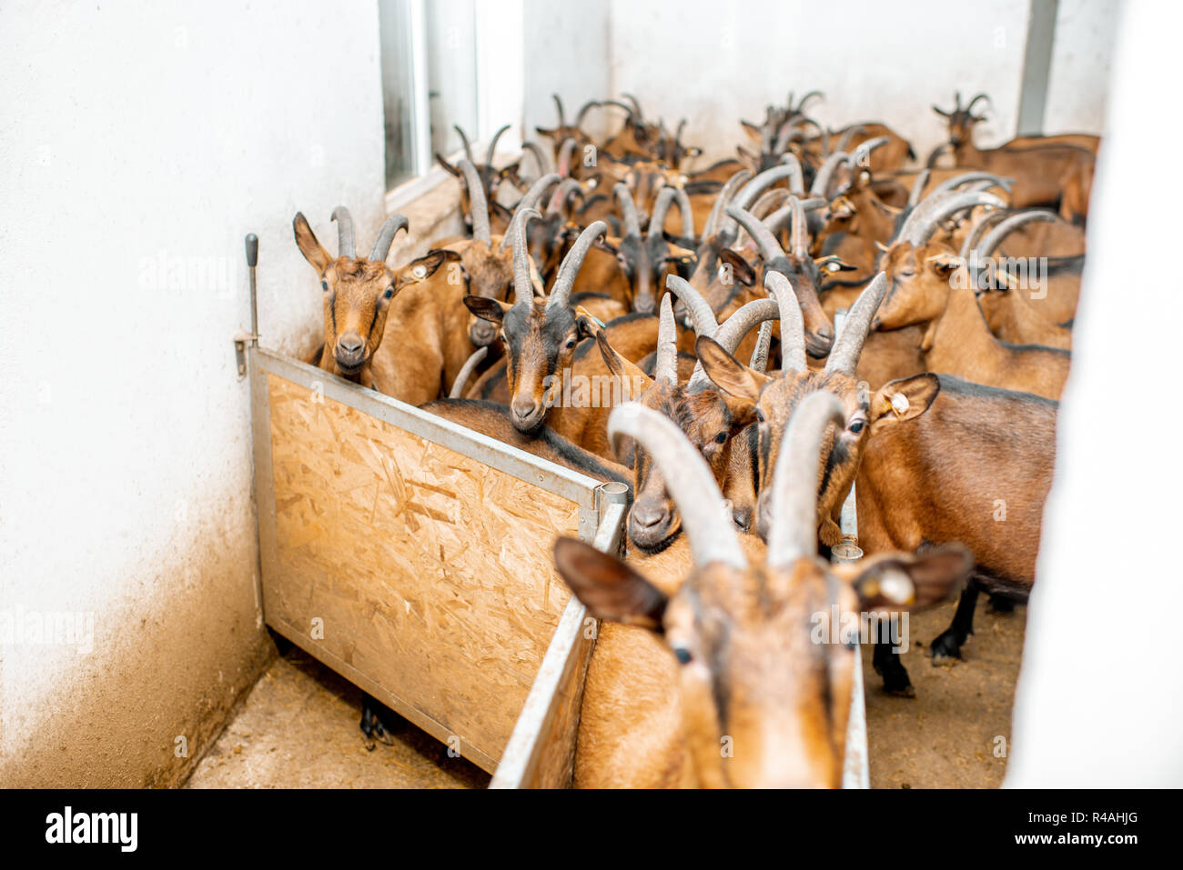 Goat herd of alpine breed before the milking process at the farm Stock ...
