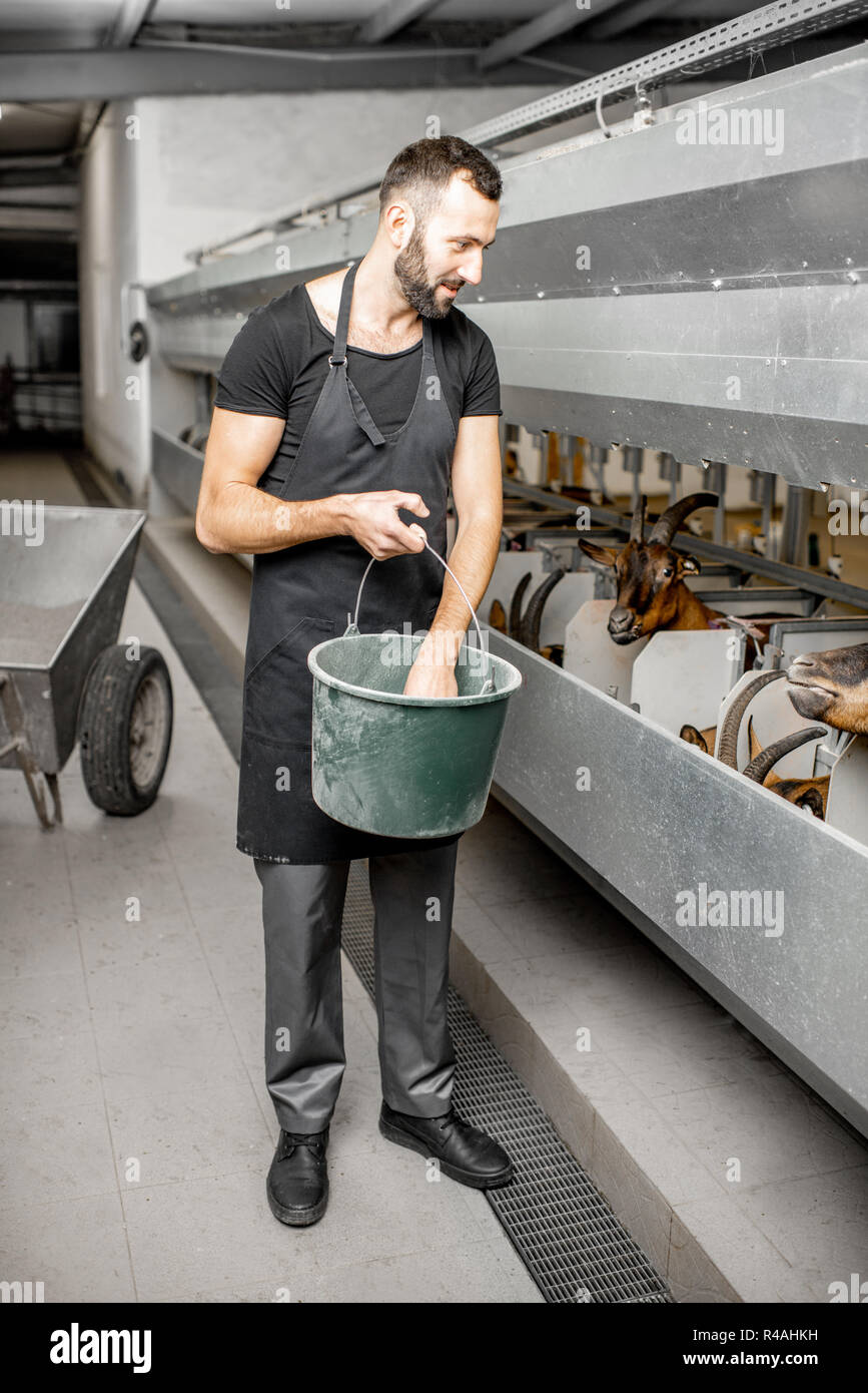 Handsome man feeding goats during the milking process at the automated ...