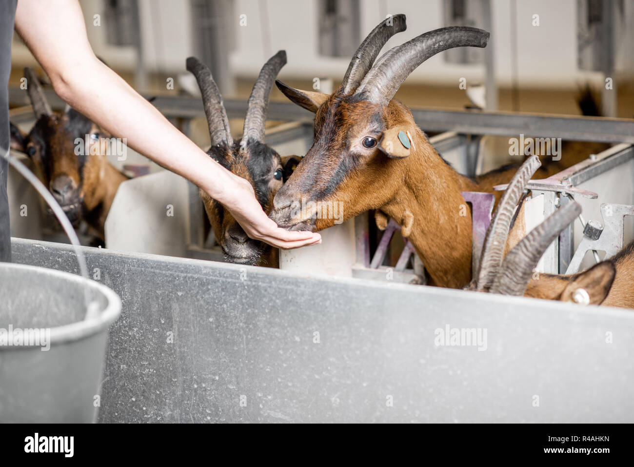 Feeding goats during the milking process at the automated milking line ...