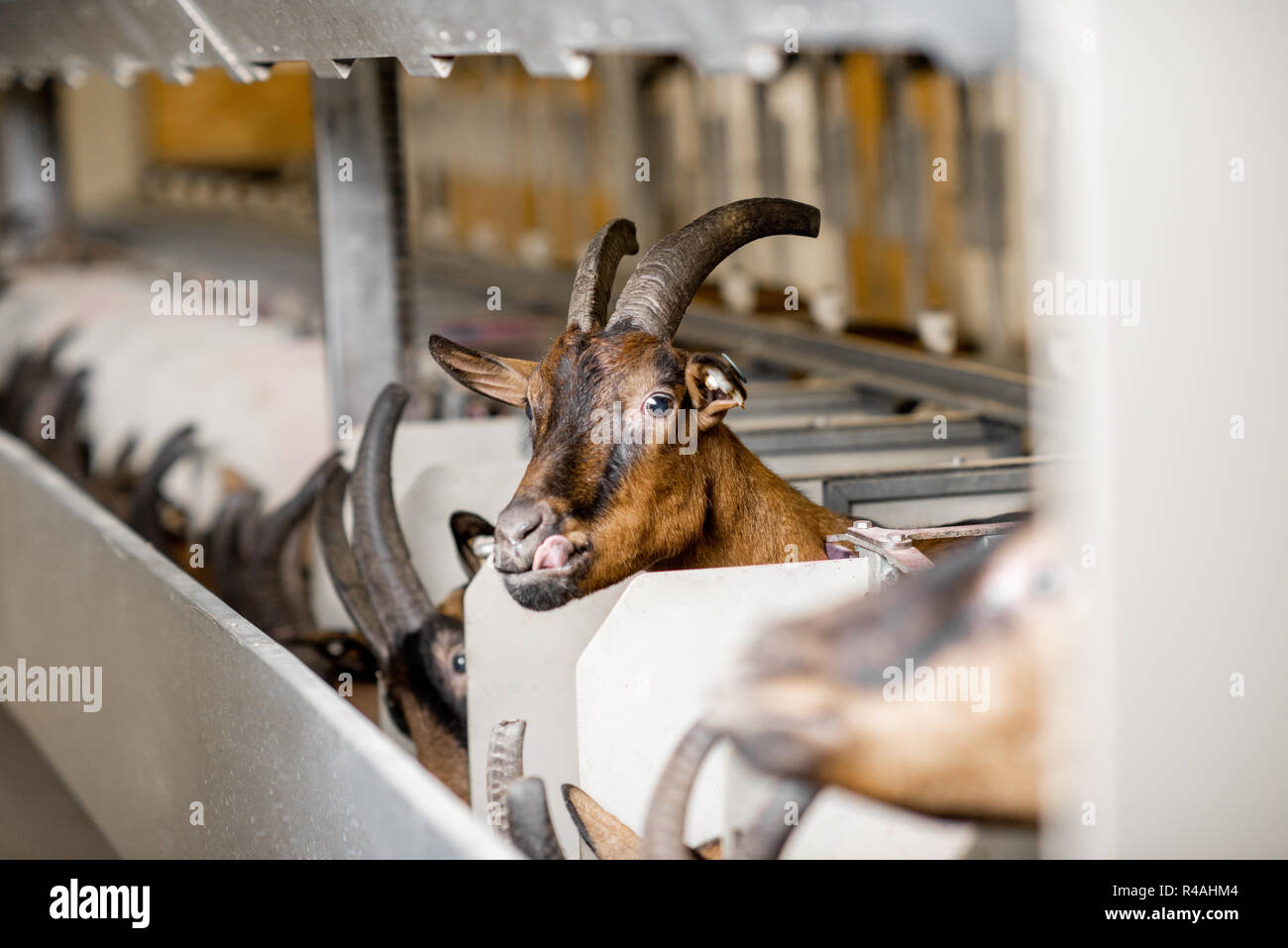 Beautiful goat of alpine breed on the milking line during the milking ...