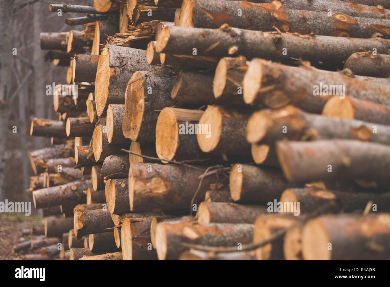 Tree chopped forest hi-res stock photography and images - Alamy
