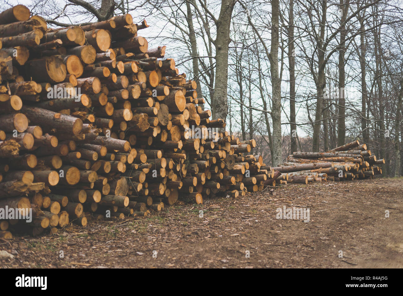 Pile of chopped tree trunks in winter forest Stock Photo - Alamy