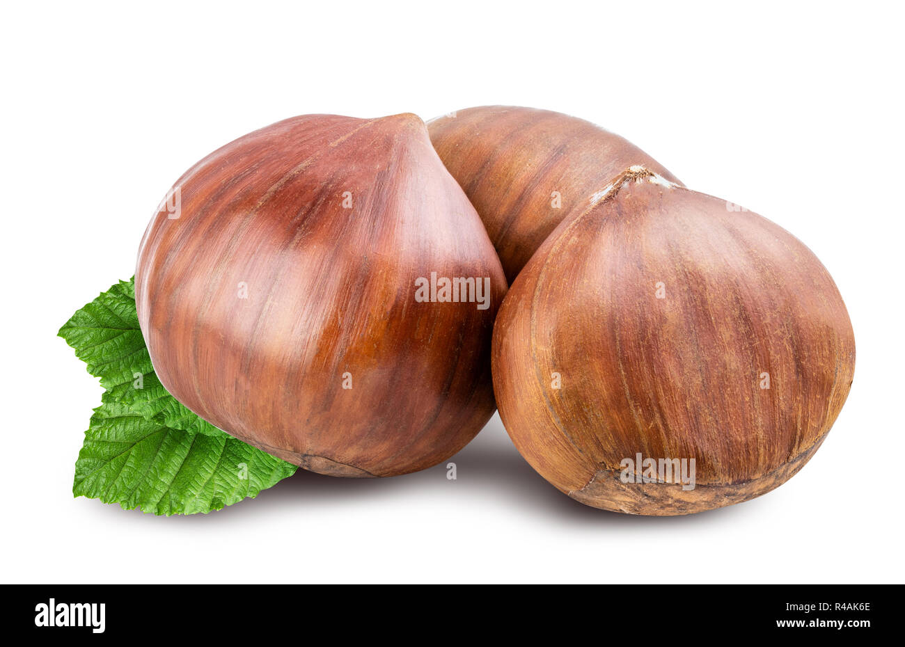 Chestnut isolated on white background. Clipping path Stock Photo - Alamy