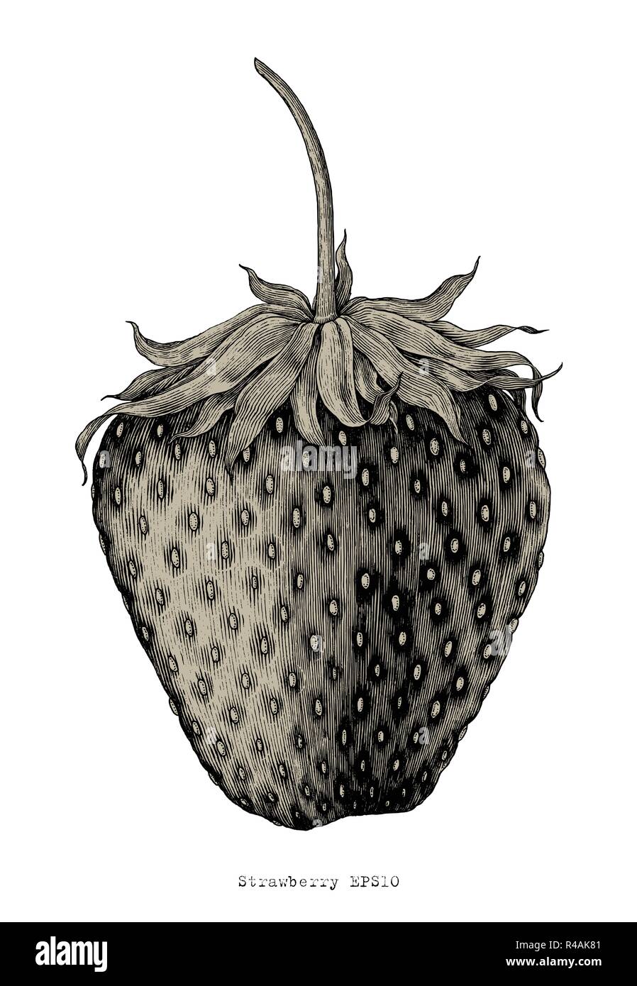 Strawberry hand drawing vintage engraving illustration style Stock ...
