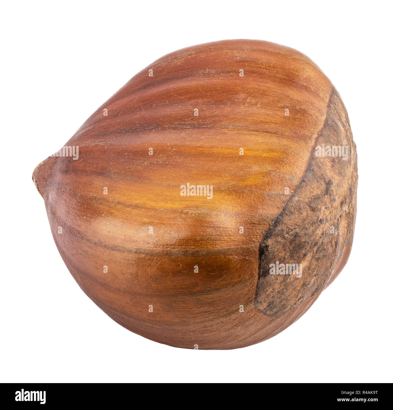 Chestnut isolated on white background. Clipping path Stock Photo - Alamy
