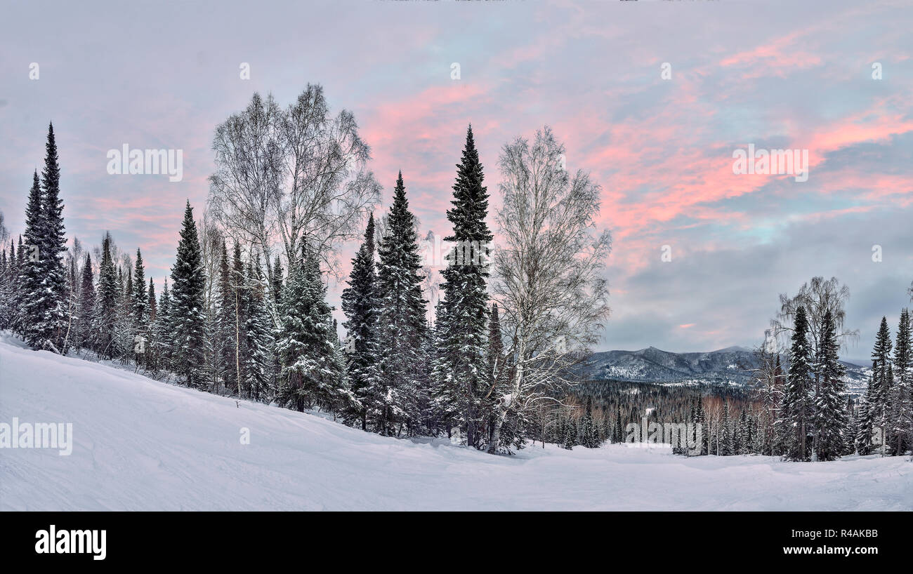 Siberia winter forest hi-res stock photography and images - Alamy