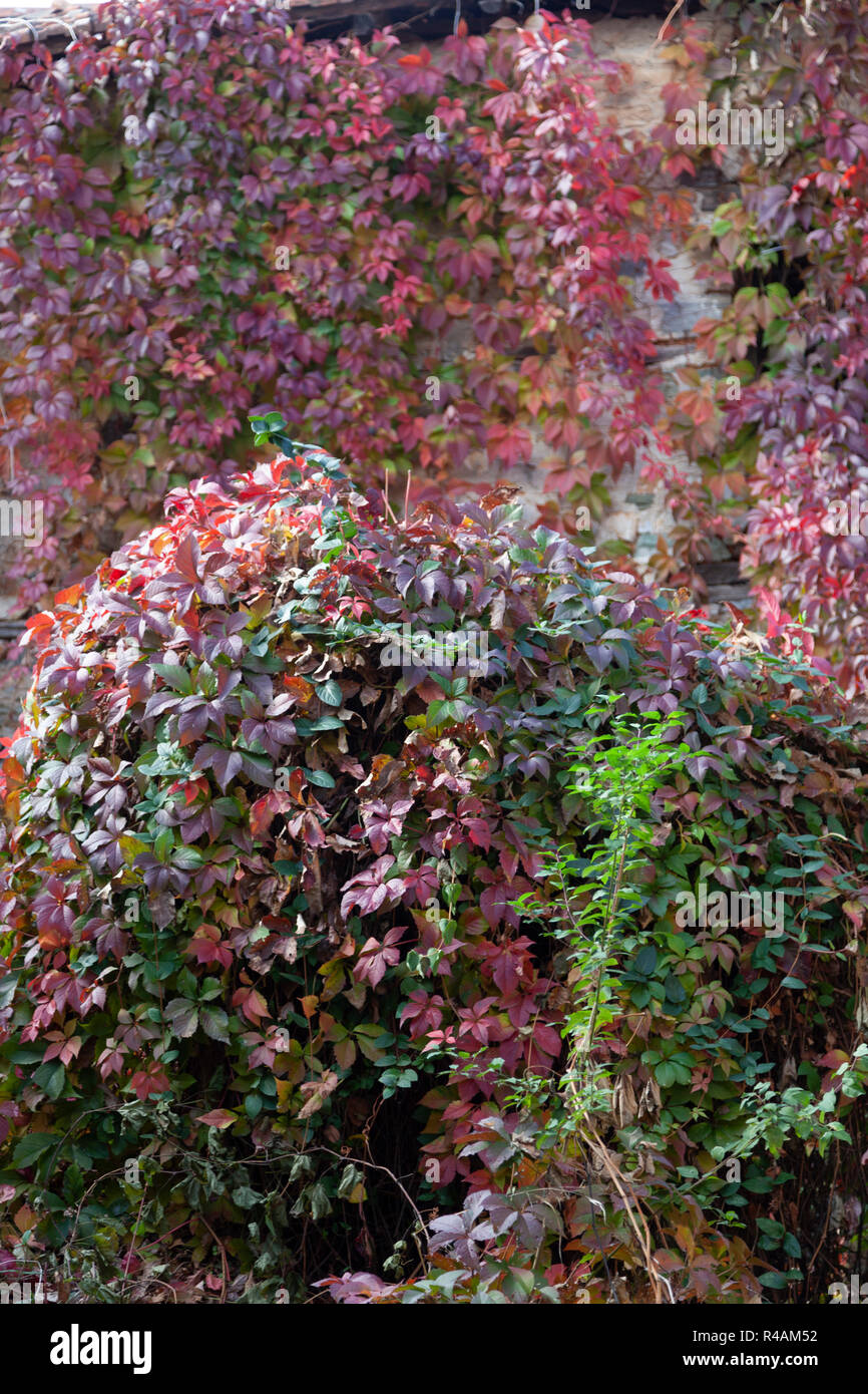 greek ivy Stock Photo - Alamy