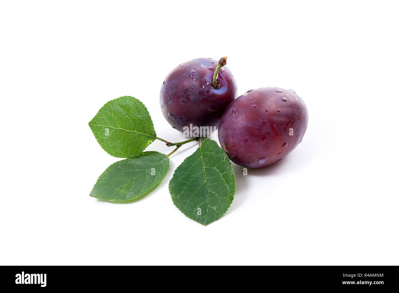 Two sweet juicy plums with big green leaf isolated on a white ...