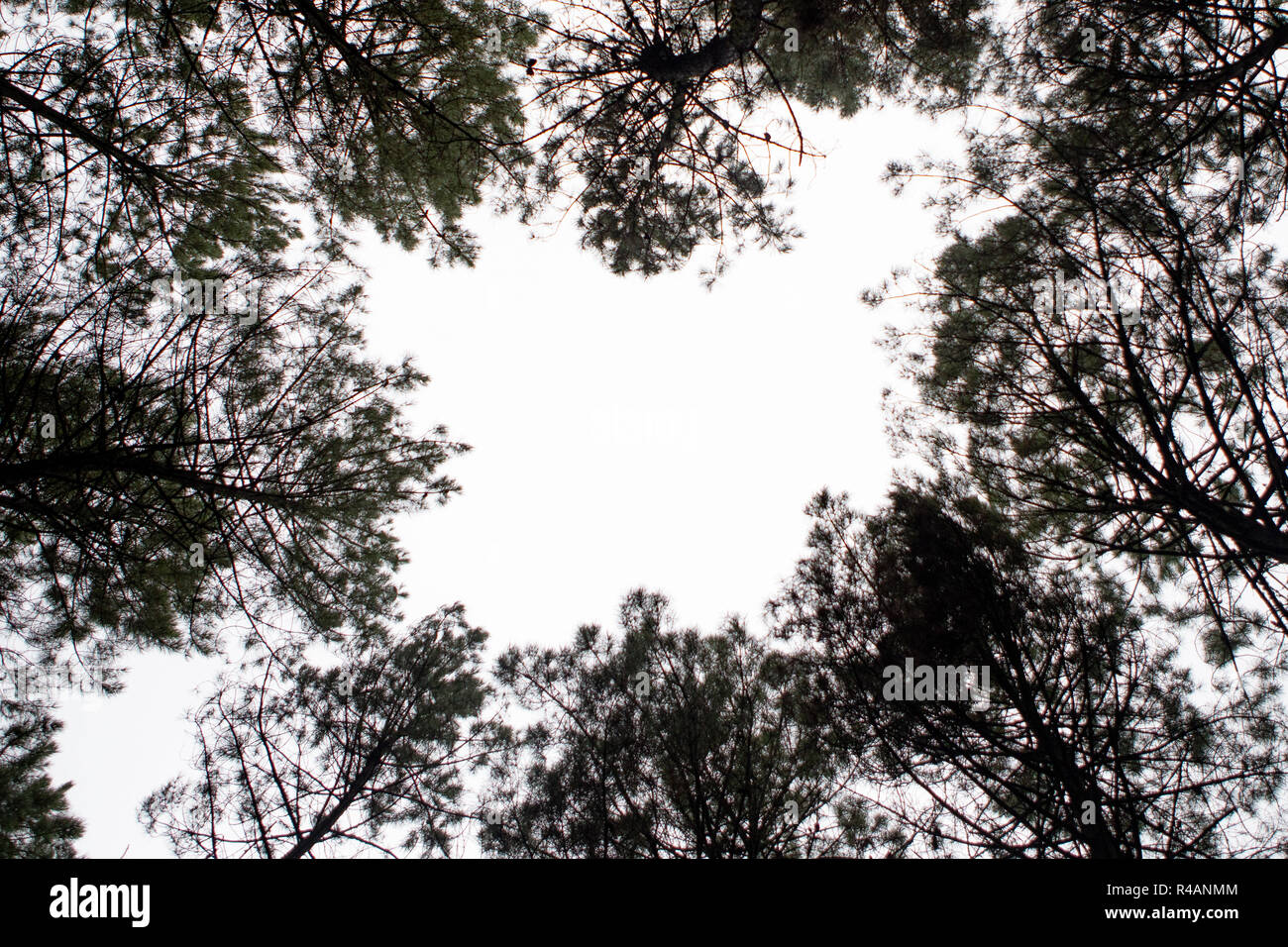 Olm oak forest hi-res stock photography and images - Alamy