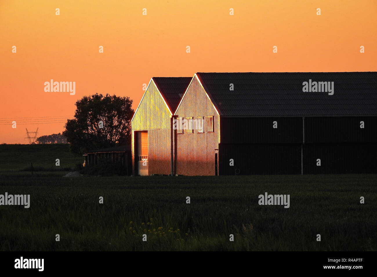 Barns illuminated by the red light of the sun. In the spring and summer ...