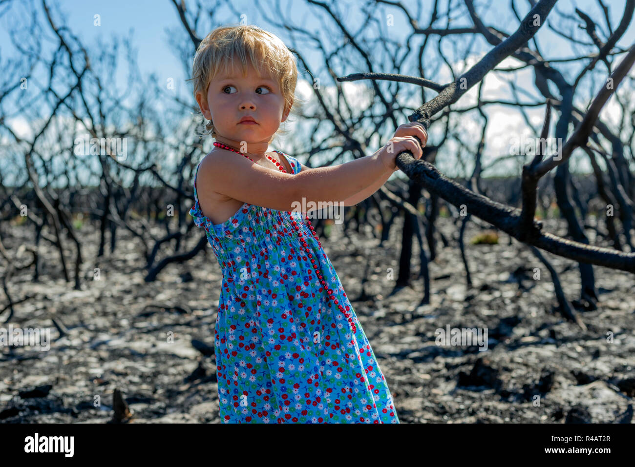 little girl in in blue dress in burnt forest after bush fire with ...